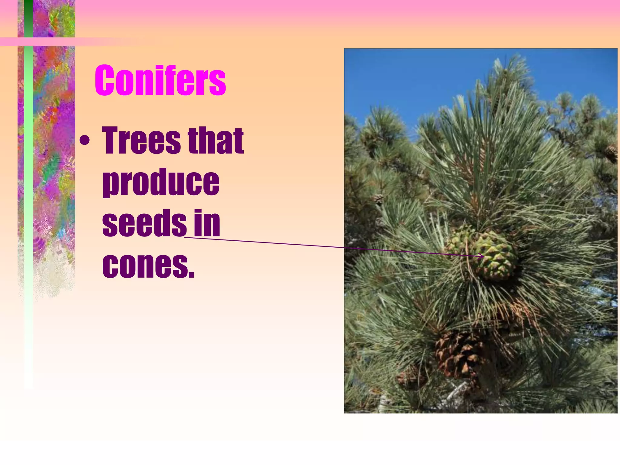 Life cycle in the plants | PPTX