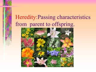 Life cycle in the plants | PPTX