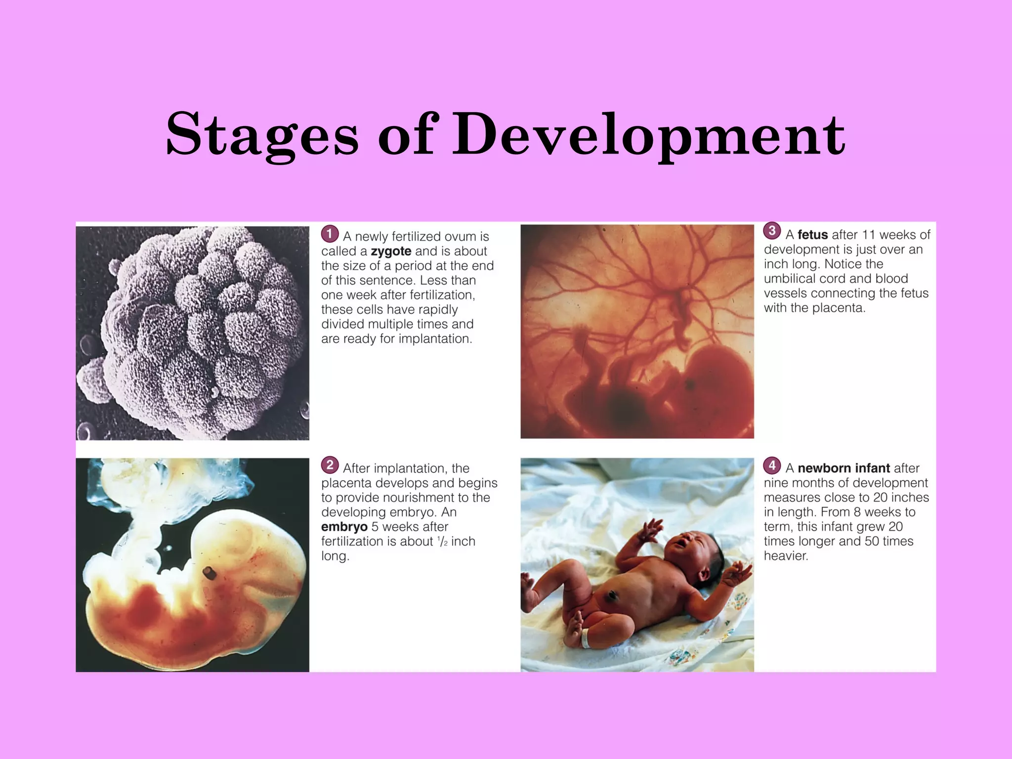 Lifecycle nutrition: Pregnancy and Lactation | PPT