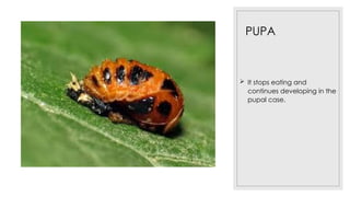 Primary 4 material Life cycle of a beetle.pptx