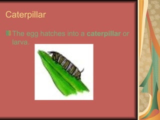 Life cycle of a butterfly | PPT