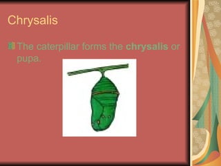 Life cycle of a butterfly | PPT