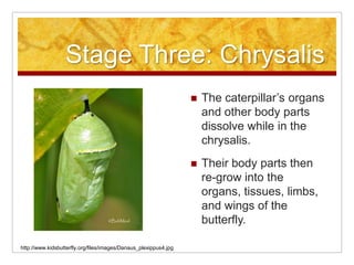 Life Cycle of a Butterfly | PPTX