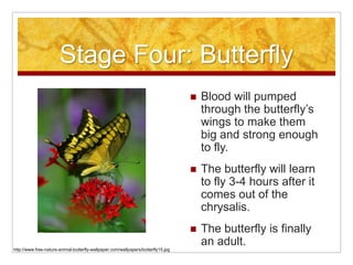 Life Cycle of a Butterfly | PPTX