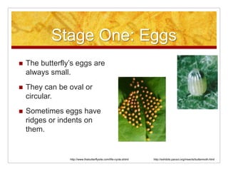 Life Cycle of a Butterfly | PPTX