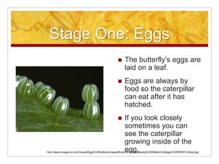 Life Cycle of a Butterfly | PPTX