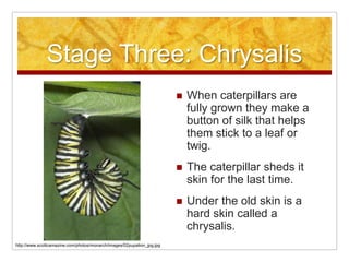 Life Cycle of a Butterfly | PPTX
