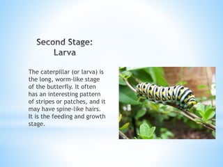 Lifecycle of a butterfly | PPTX