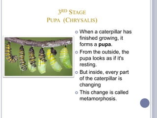 Life cycle of a butterfly | PPTX