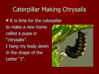 Life cycle of a butterfly | PPT