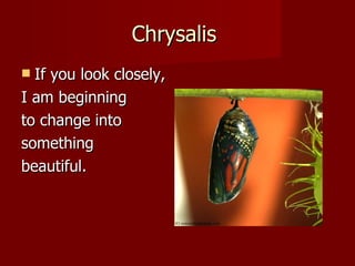 Life cycle of a butterfly | PPT | Birdwatching | Hobbies & Interests