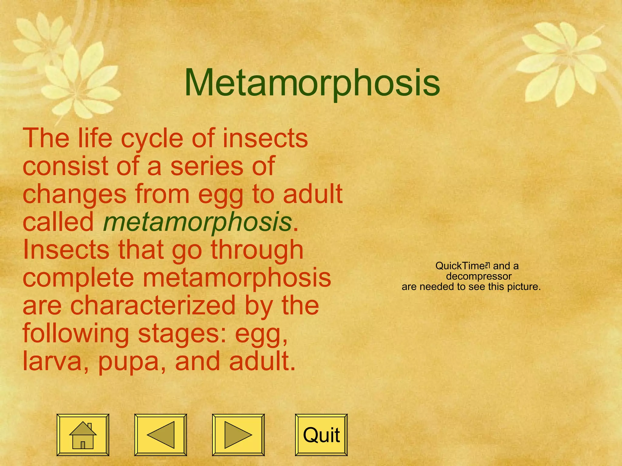 Lifecycleofabutterfly | PPT