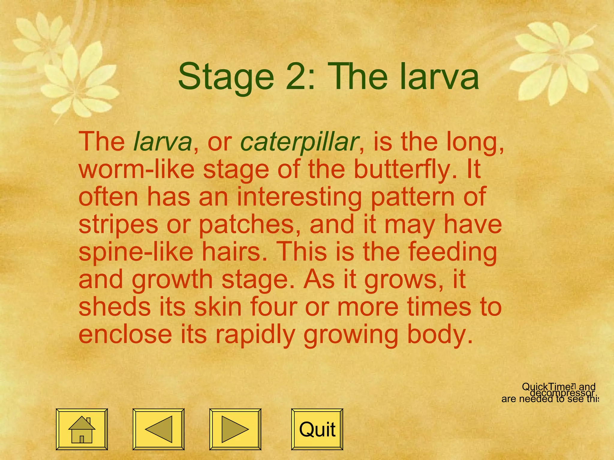 Lifecycleofabutterfly | PPT