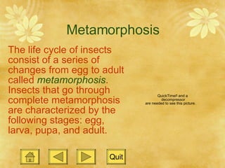 Lifecycleofabutterfly | PPT