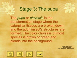 Lifecycleofabutterfly | PPT