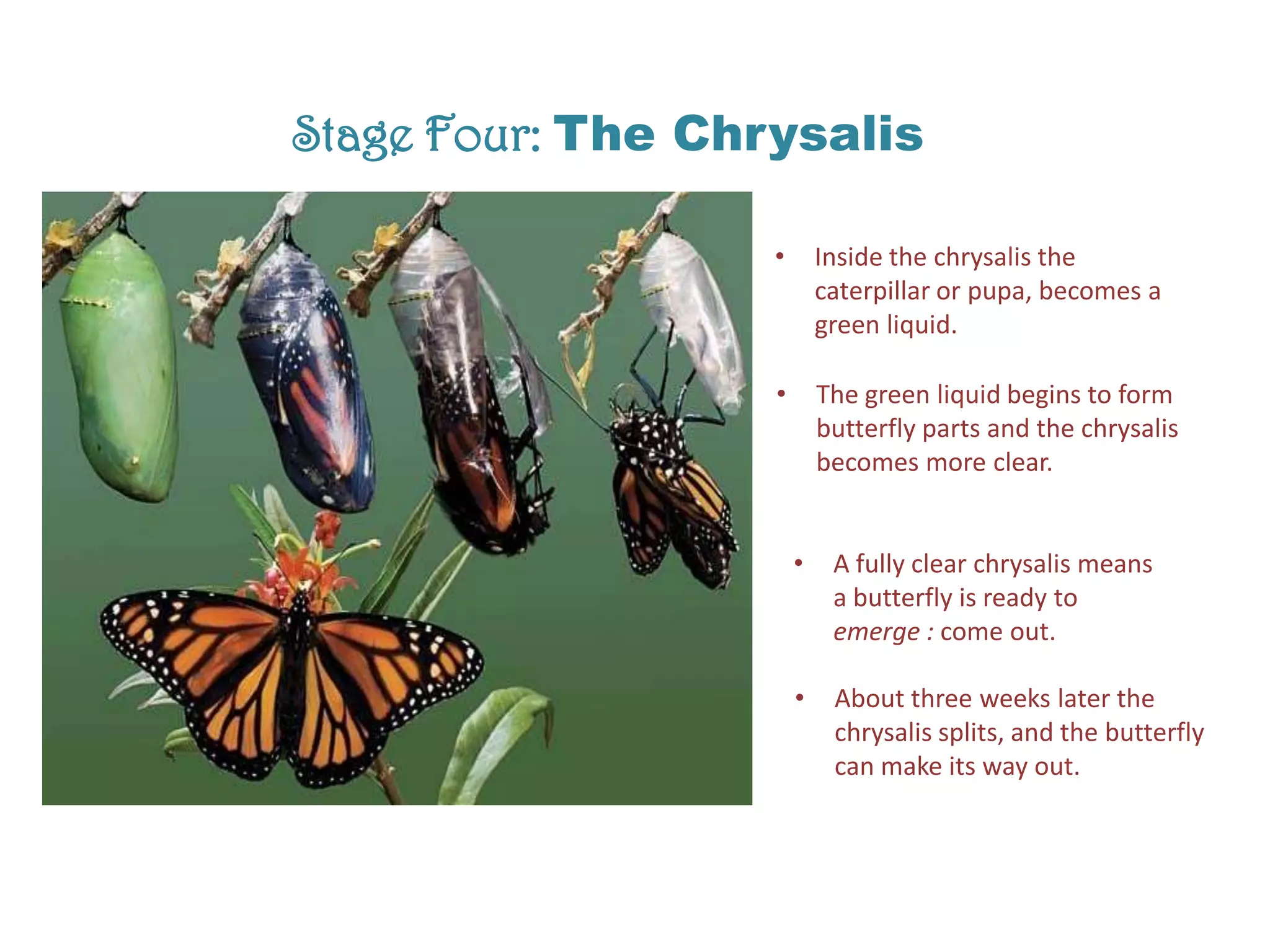 Life cycle of a butterfly | PPTX | Biological Sciences | Science