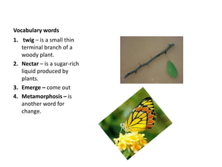 Life cycle of a butterfly | PPTX