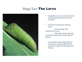 Life cycle of a butterfly | PPTX