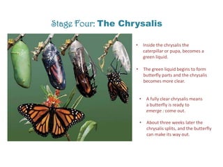 Life cycle of a butterfly | PPTX