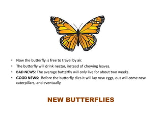 Life cycle of a butterfly | PPTX