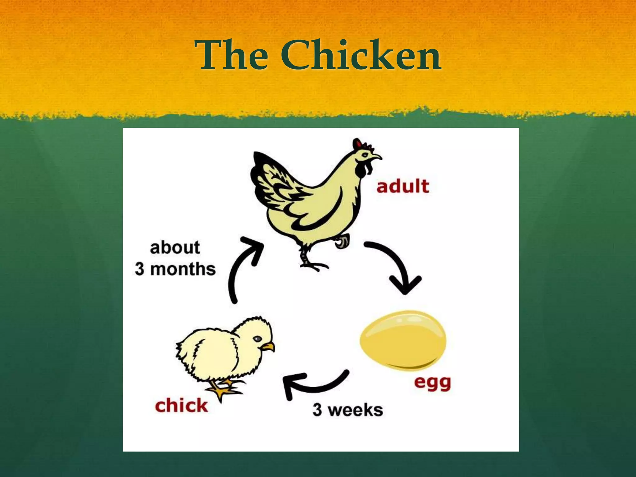 Life Cycles | PPTX | Biological Sciences | Science