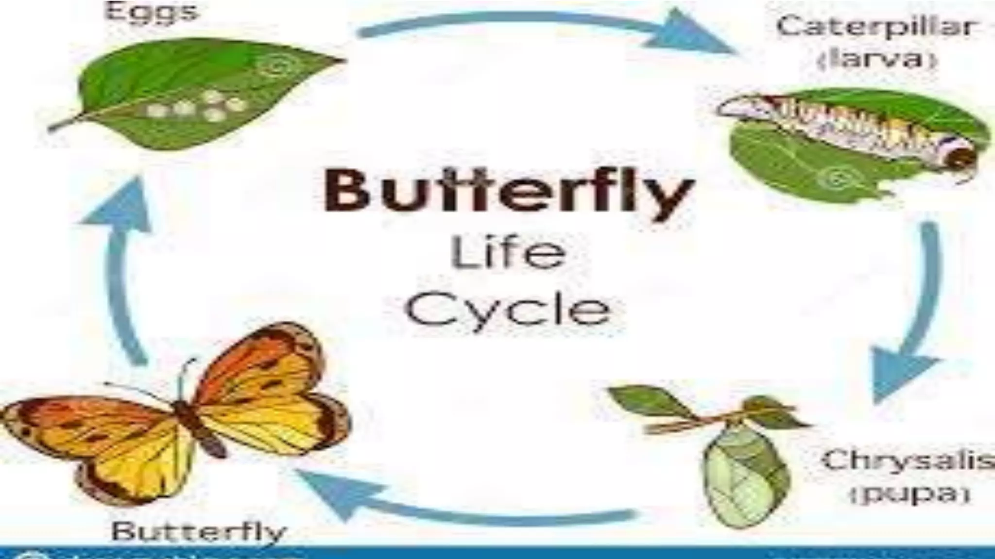 Life cycle of a butterfly | PPTX