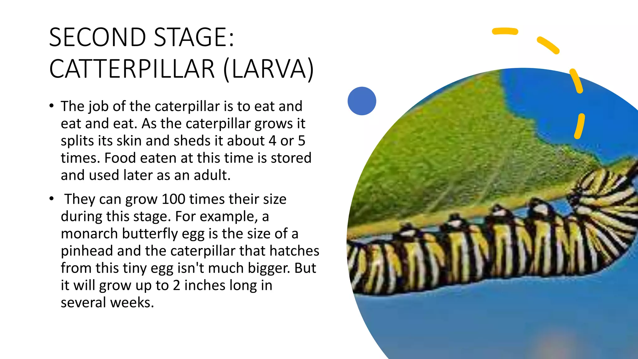 Life cycle of a butterfly | PPTX