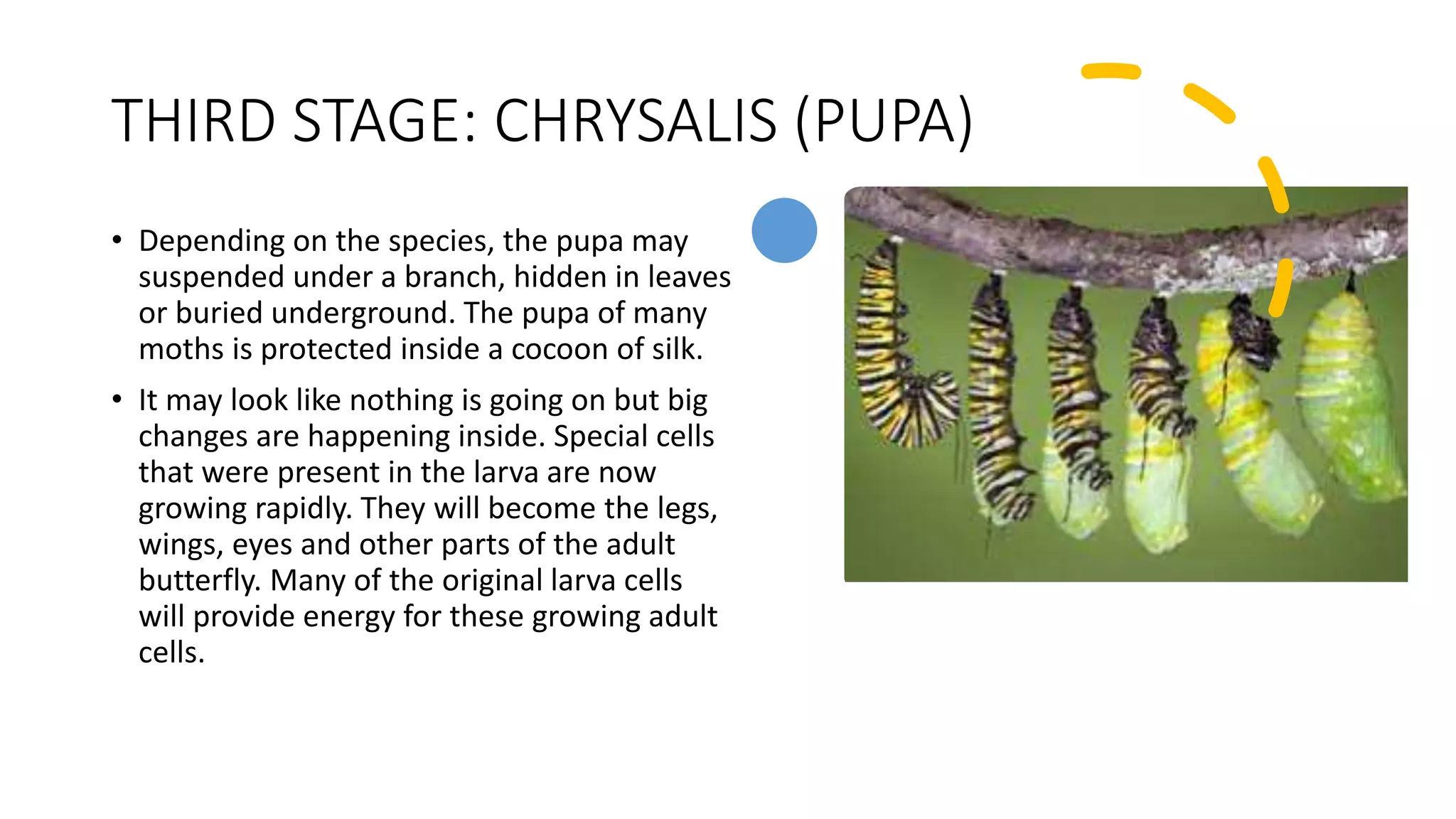 Life cycle of a butterfly | PPTX