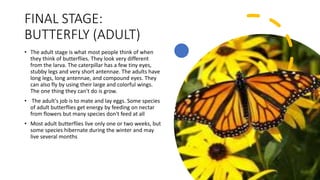 Life cycle of a butterfly | PPTX