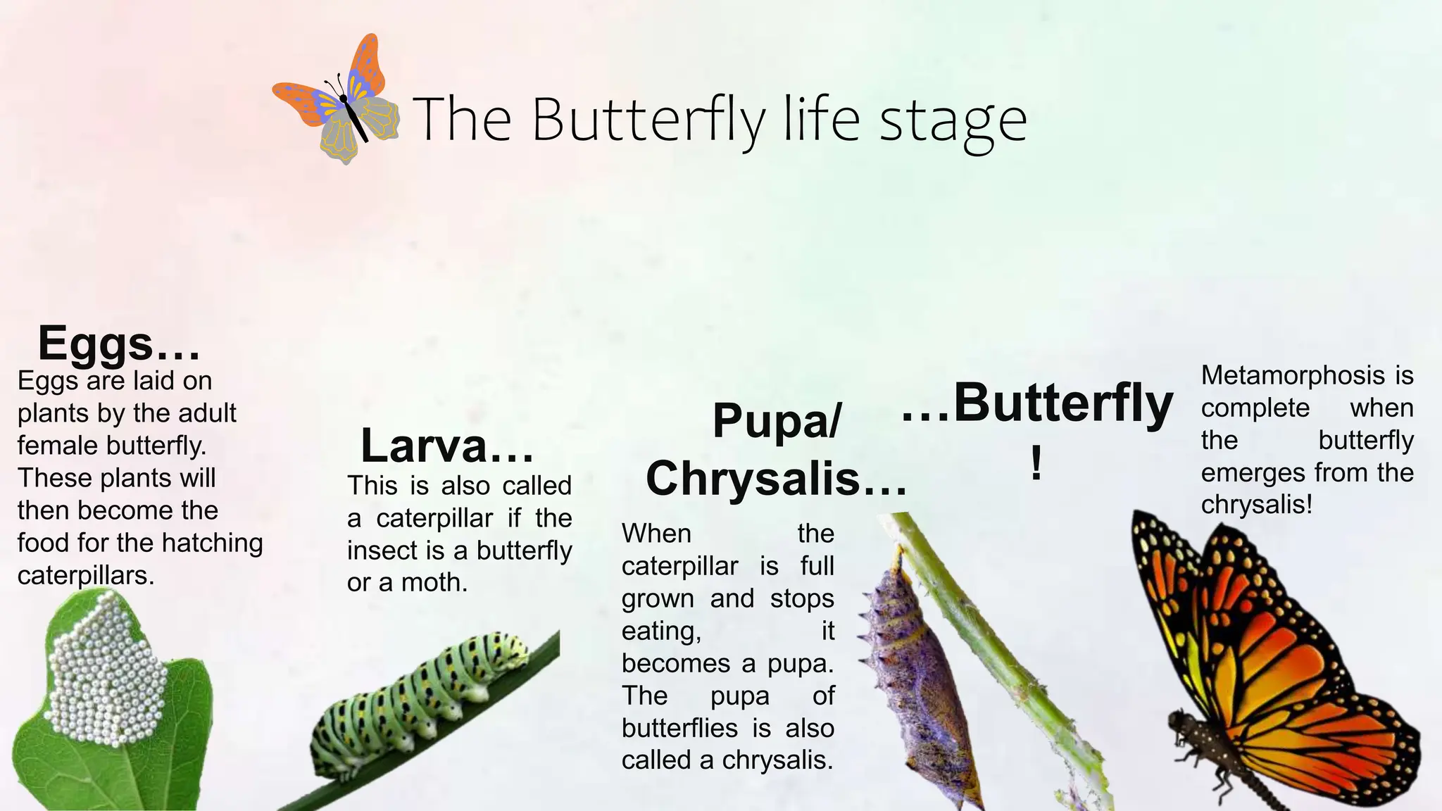 Lifecycle of a butterfly, used as demo lesson for grades 5 to 6 .pptx