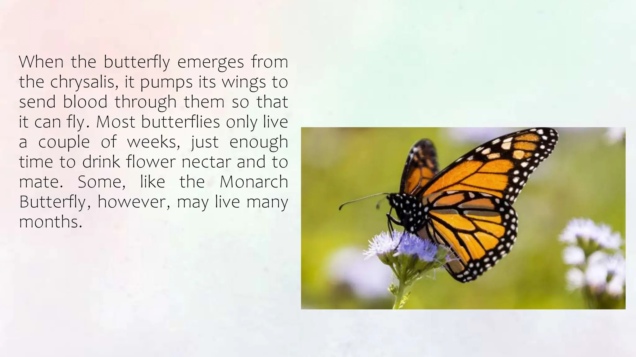 Lifecycle of a butterfly, used as demo lesson for grades 5 to 6 .pptx