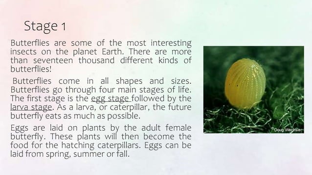 Lifecycle of a butterfly, used as demo lesson for grades 5 to 6 .pptx