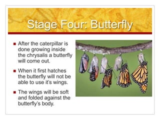 lifecycleofabutterfly-Dr_Sana_Waris.pptx | Birdwatching | Hobbies ...