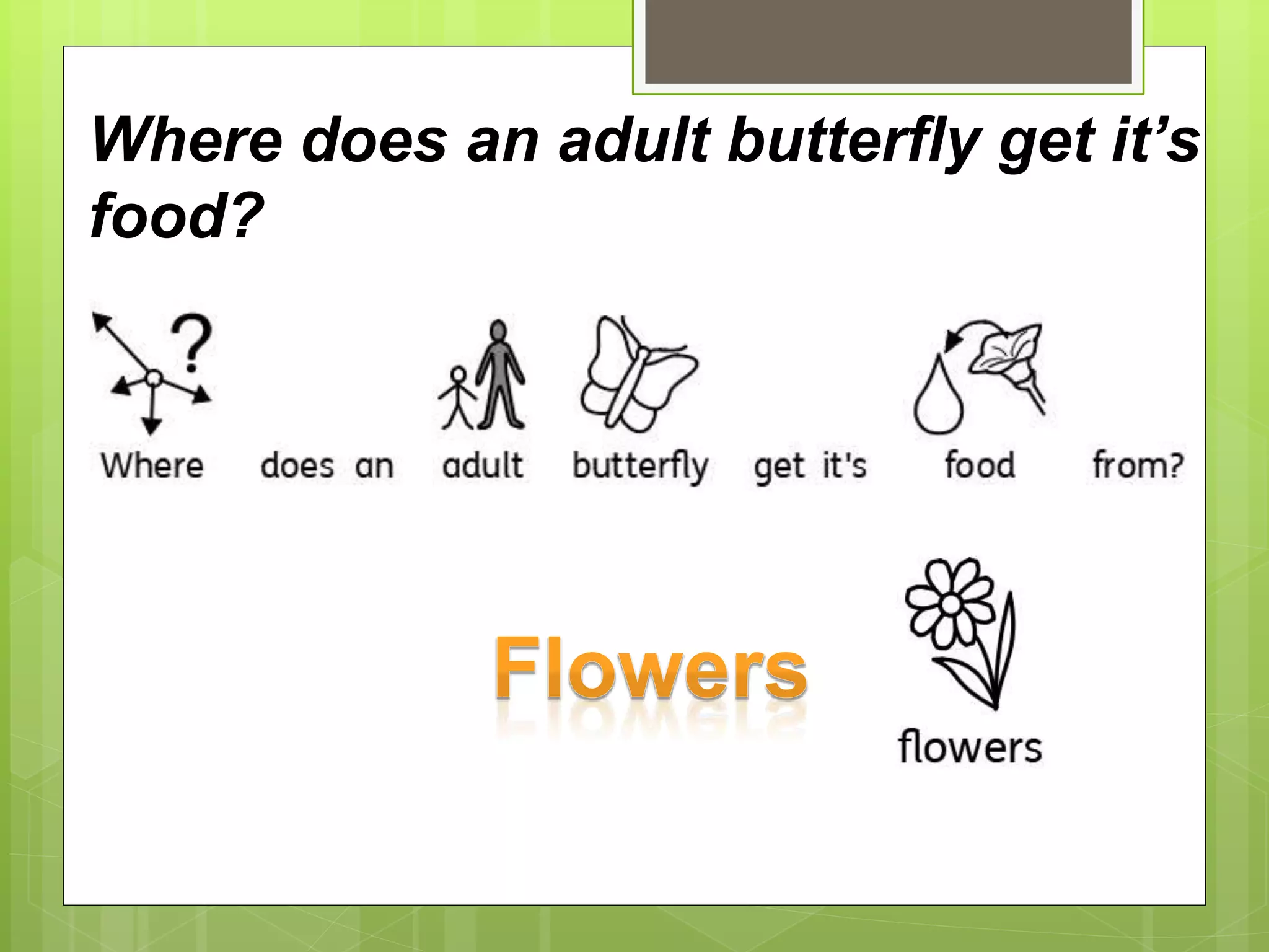 Life cycle of a butterfly quiz | PPTX
