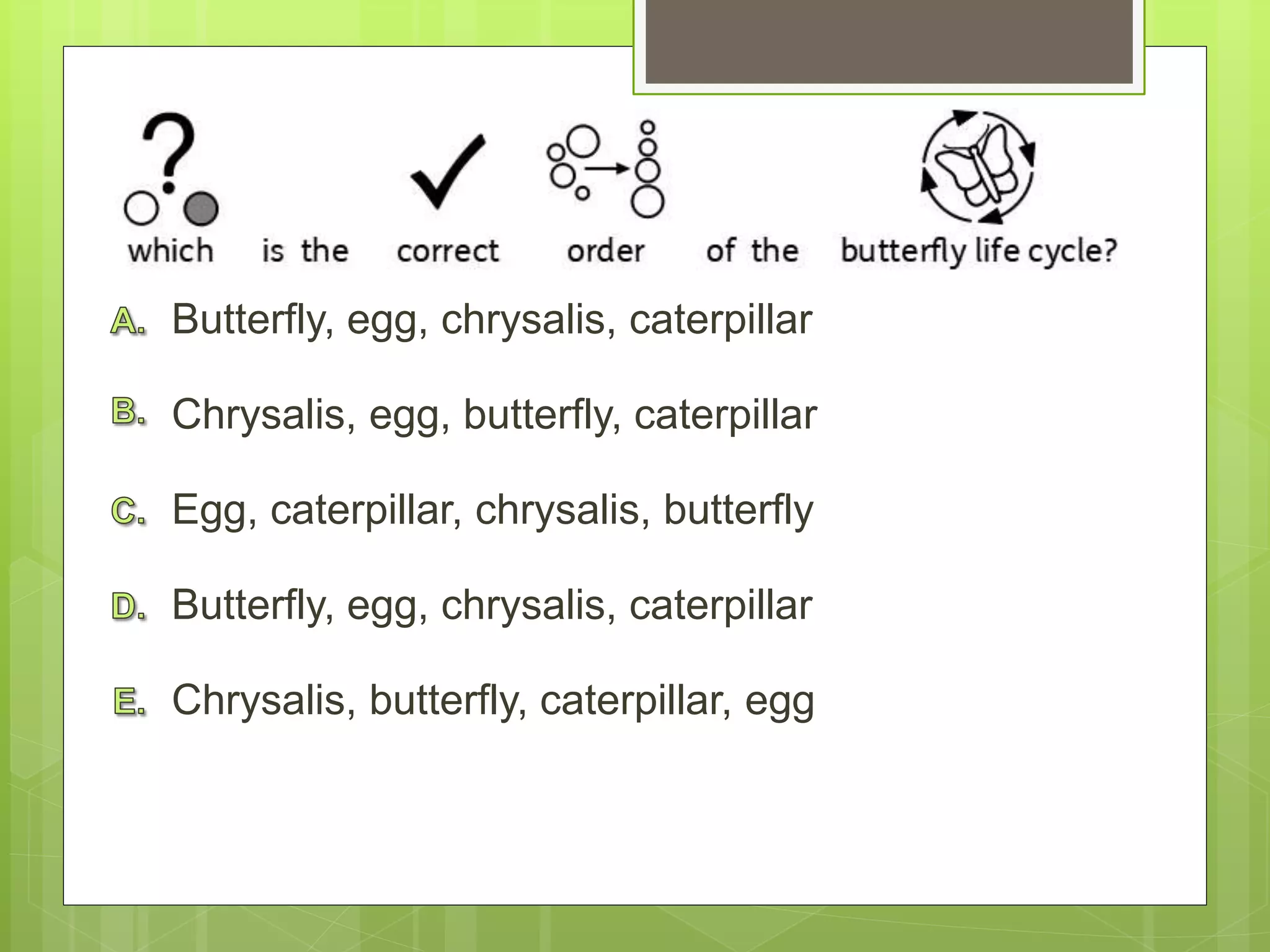 Life cycle of a butterfly quiz | PPTX