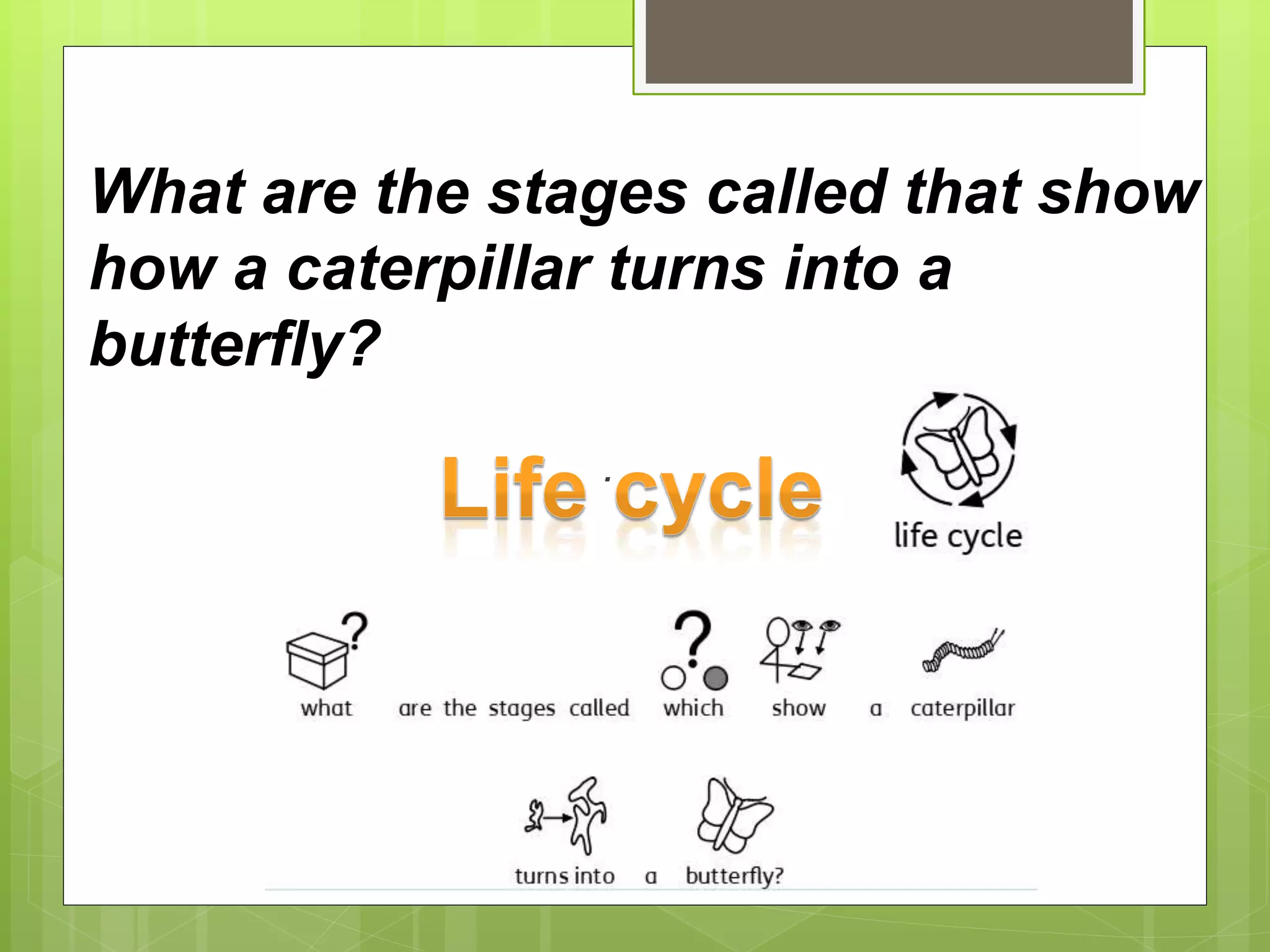 Life cycle of a butterfly quiz | PPTX