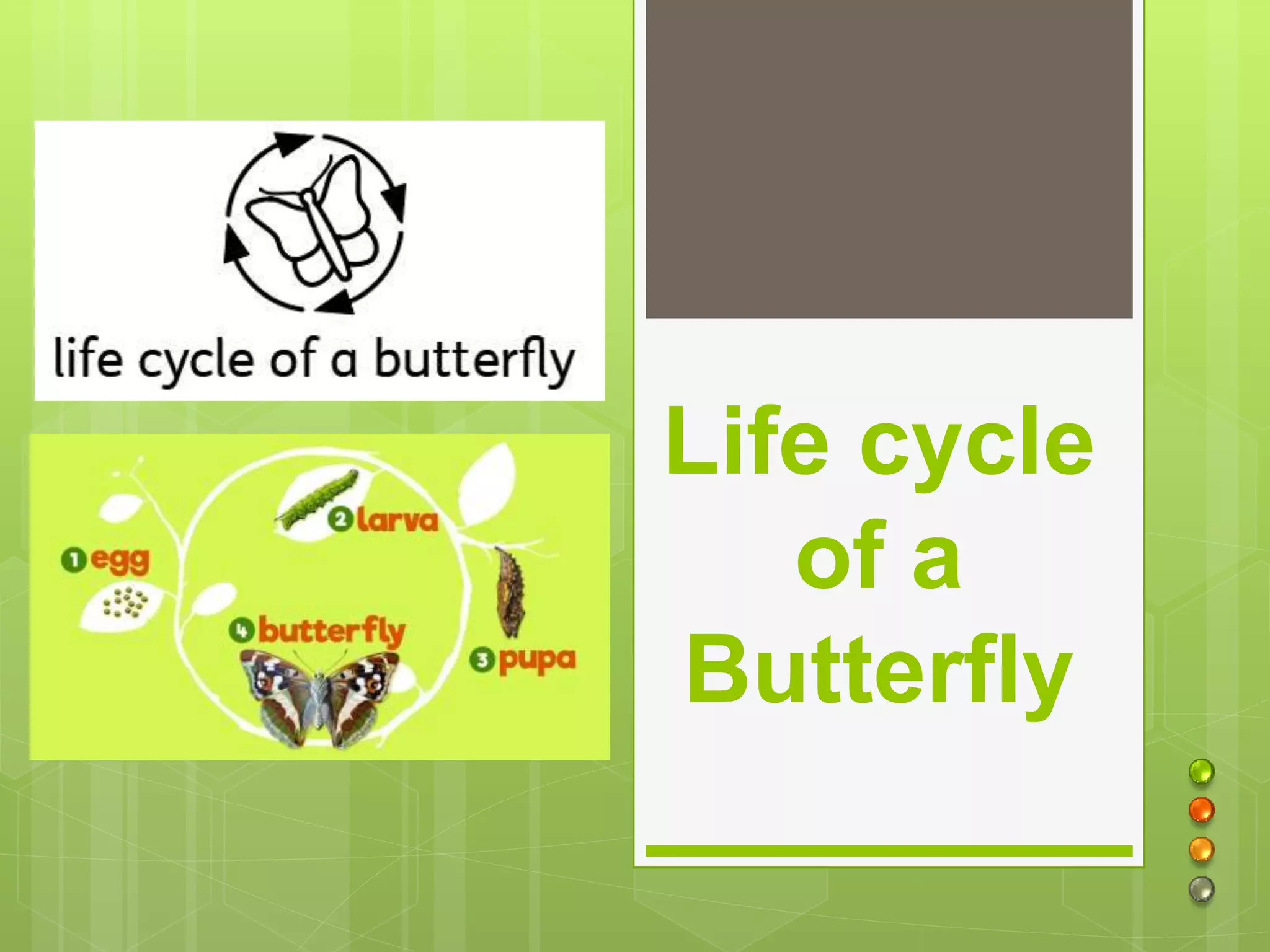 Life cycle of a butterfly quiz | PPT