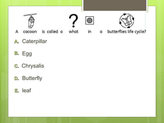 Life cycle of a butterfly quiz | PPTX