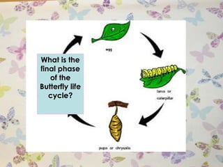 Life cycle of a Butterfly Review | PPT