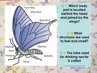 Life cycle of a Butterfly Review | PPT