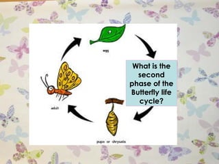Life cycle of a Butterfly Review | PPT