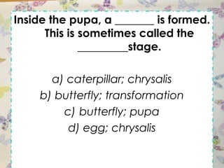 Life cycle of a Butterfly Review | PPT