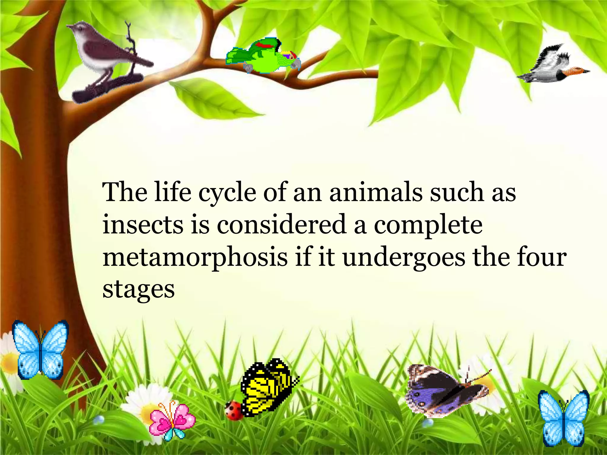 life cycle of a butterfly with complete metamorphosis lesson 35 science ...