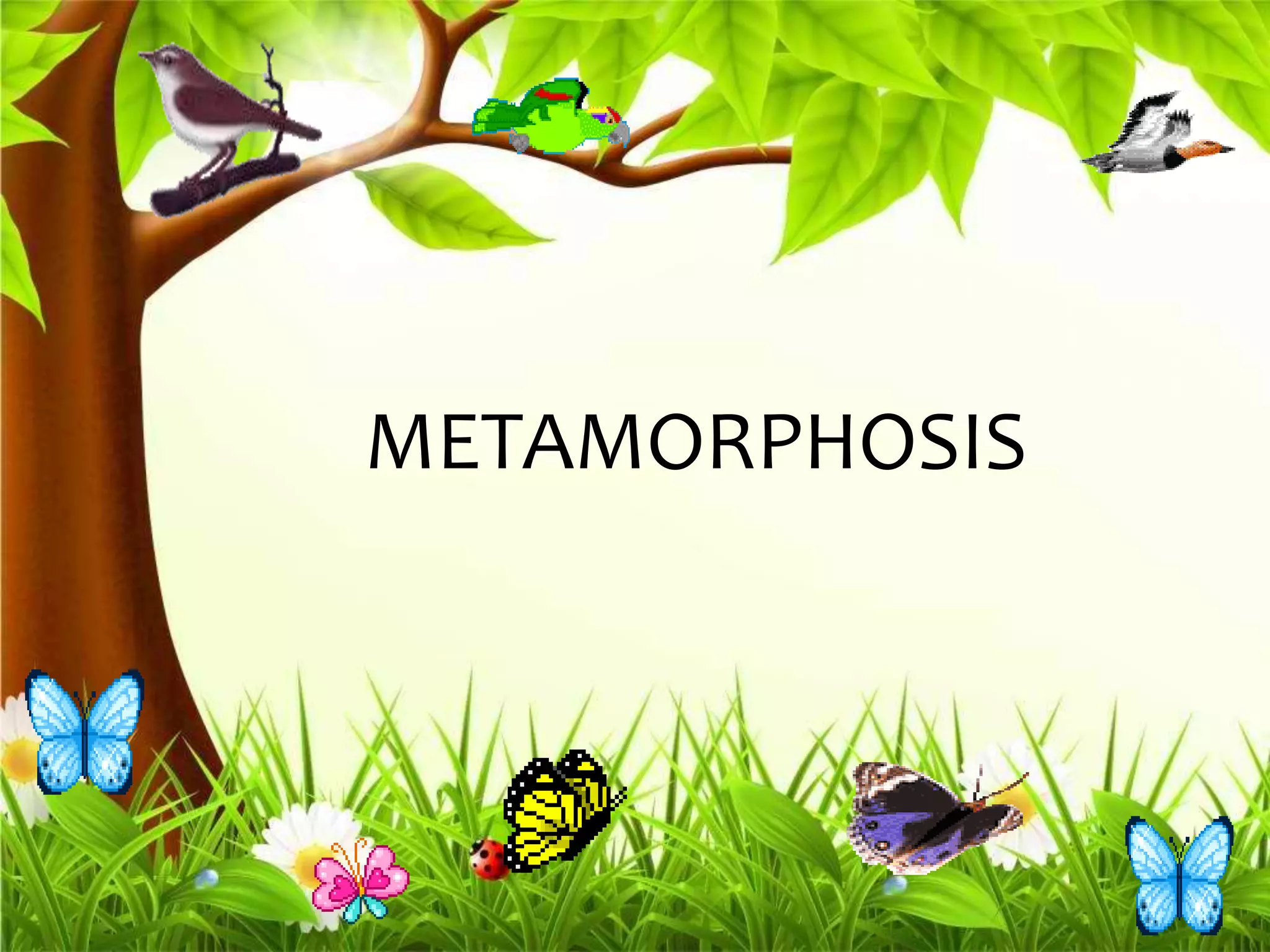 life cycle of a butterfly with complete metamorphosis lesson 35 science ...