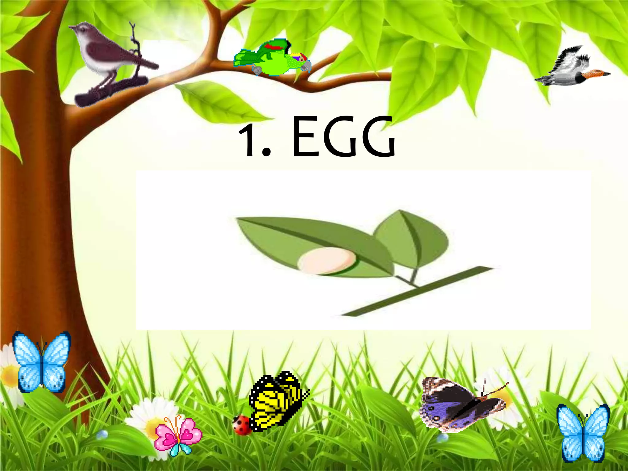 life cycle of a butterfly with complete metamorphosis lesson 35 science ...