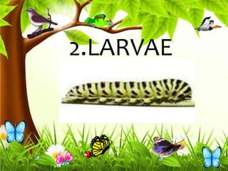 life cycle of a butterfly with complete metamorphosis lesson 35 science ...