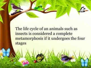 life cycle of a butterfly with complete metamorphosis lesson 35 science ...