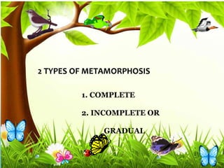 life cycle of a butterfly with complete metamorphosis lesson 35 science ...
