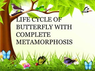 life cycle of a butterfly with complete metamorphosis lesson 35 science ...