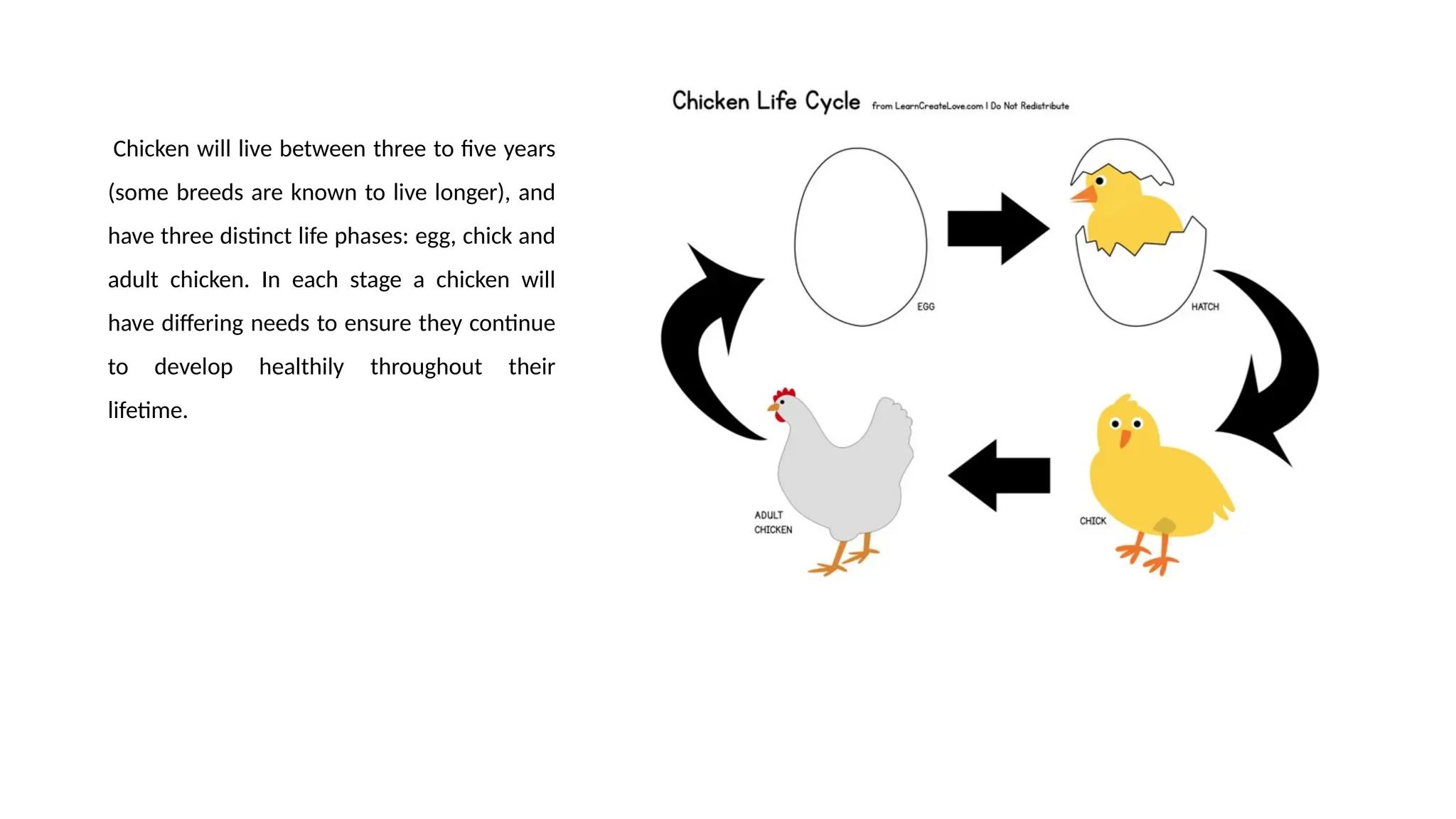 SCIENCE PRIMARY 4 Life cycle of a chicken.pptx